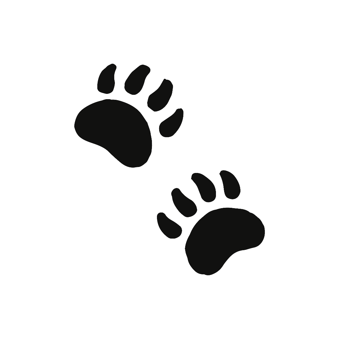 The Bear Spirit Guide: A Symbol of Strength, Power, and Protection ...