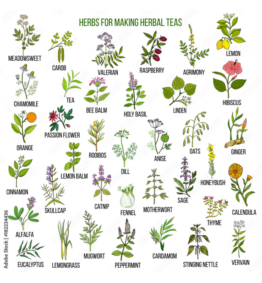 Magical Plants List – Monrk Co. | Metaphysical Wellness Shop